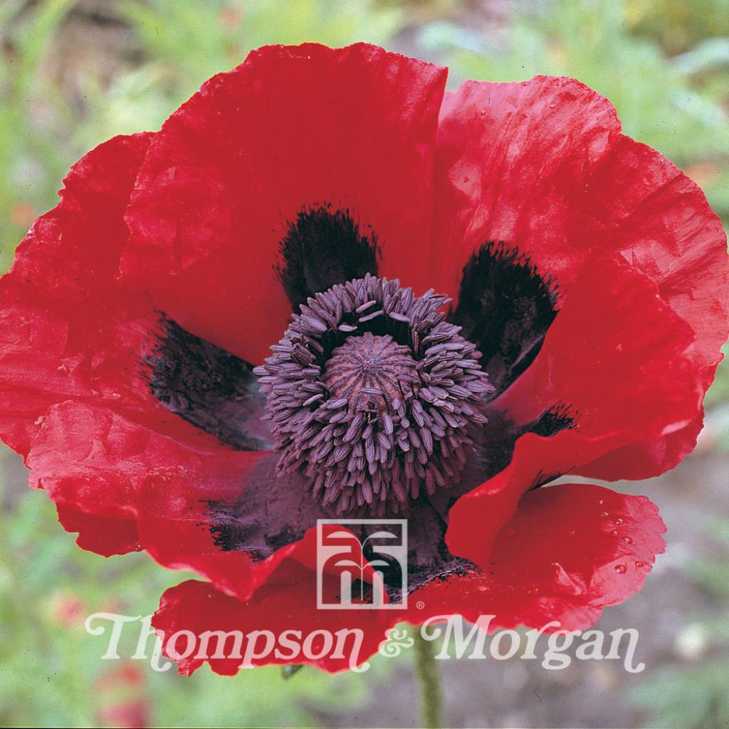 Pavot bracteatum (Great Scarlet) - Papaver orientale - Pavot de Perse ...
