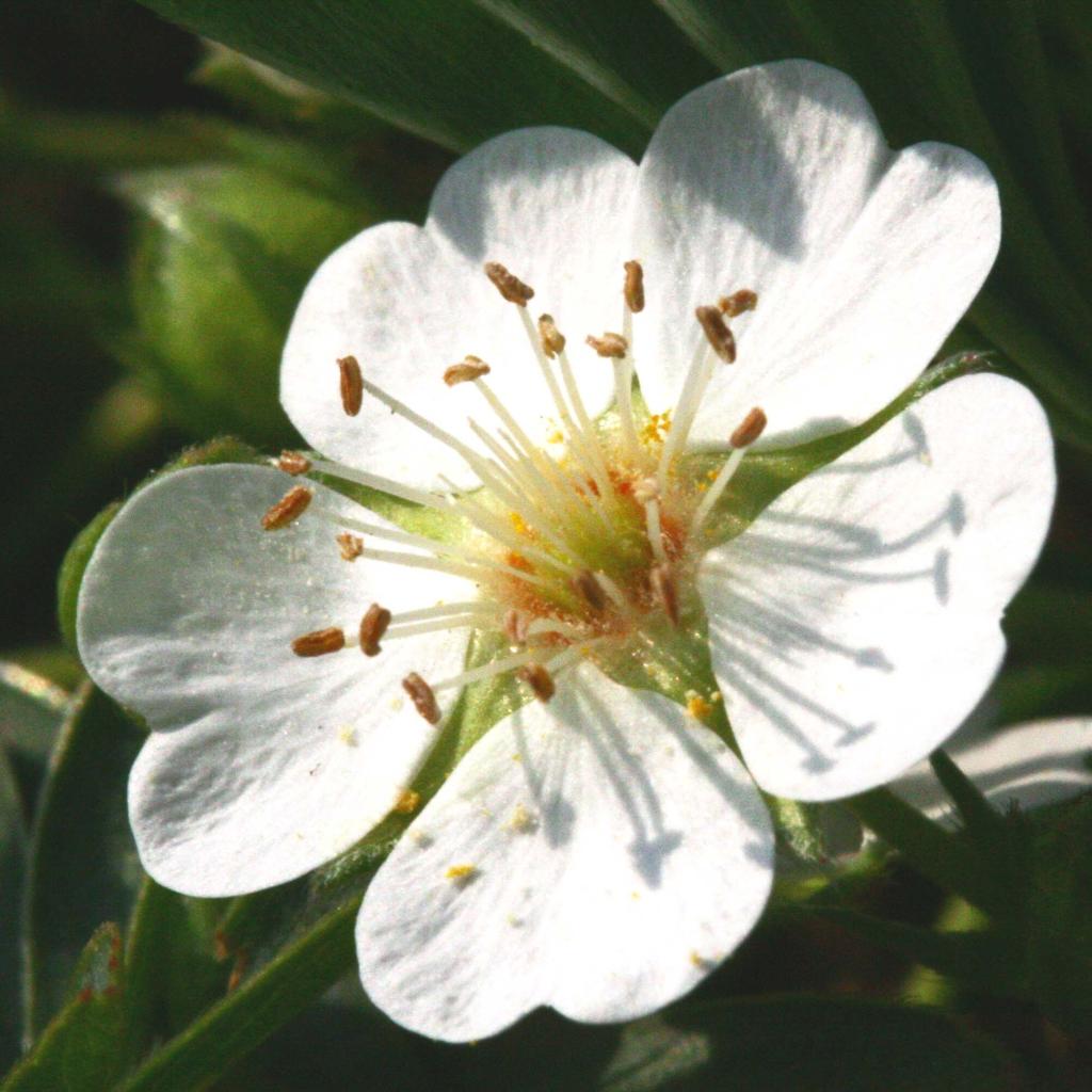 Potentilla alba - Potentille blanche - Une jolie vivace couvre sol