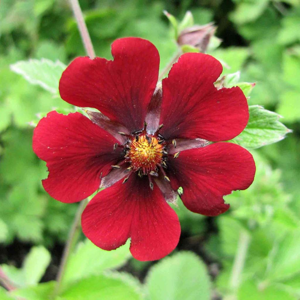 Potentilla atrosanguinea - Potentille sanguine - Vivace rustique à ...
