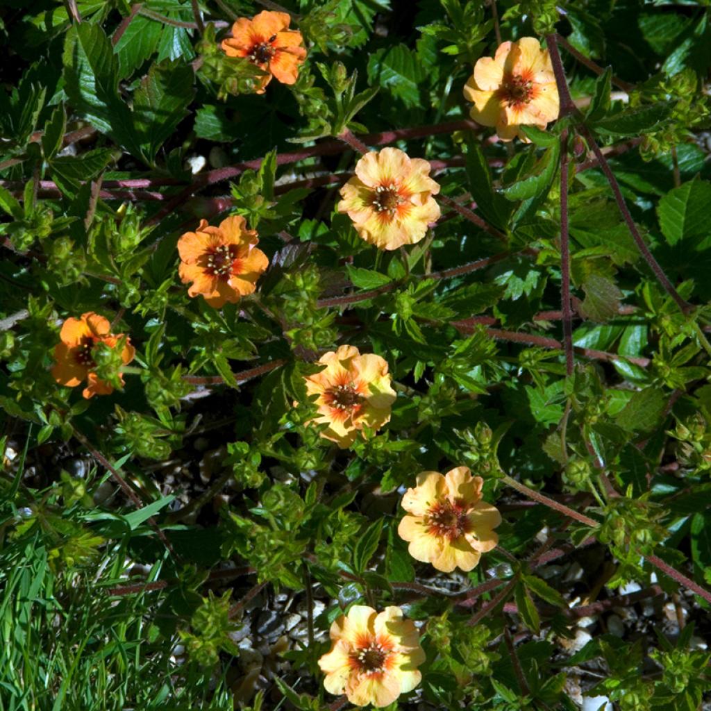 Potentilla x tonguei - Potentille - Une vivace aux charmantes fleurs ...