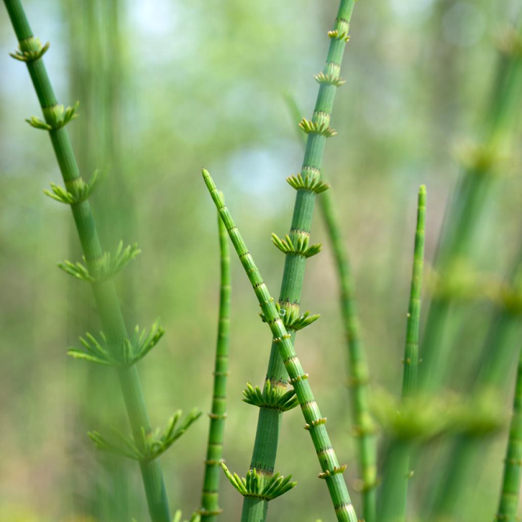 Equisetum fluviatile - Prêle des rivières ou des eaux - Vivace de berge ...