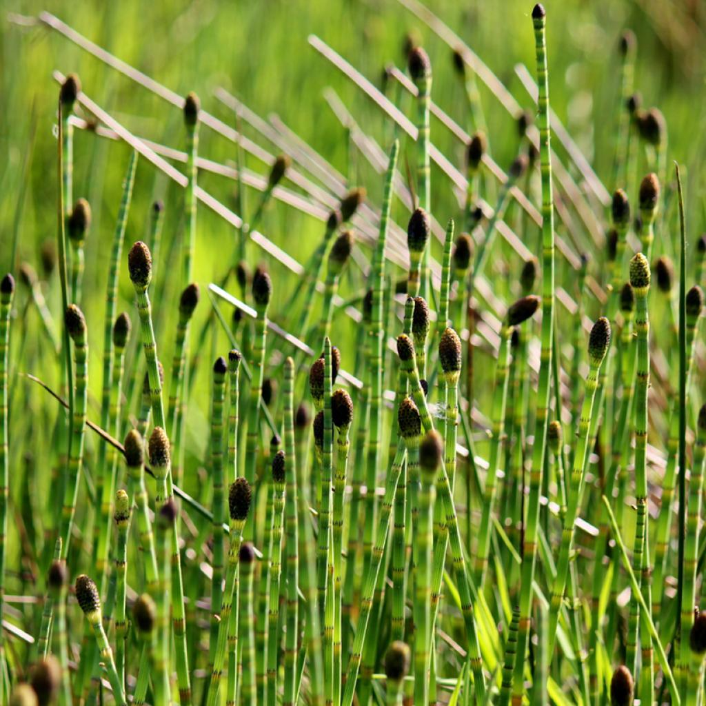 Equisetum fluviatile - Prêle des rivières ou des eaux - Vivace de berge ...