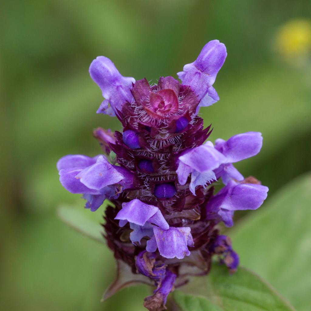 Brunelle commune - Prunella vulgaris - Vivace aux épis de fleurs bleu ...