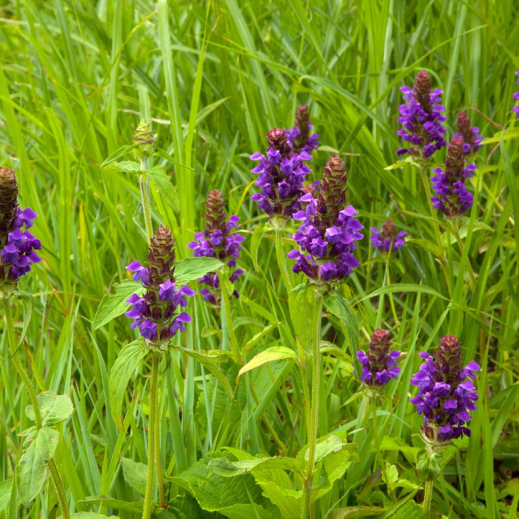 Brunelle commune - Prunella vulgaris - Vivace aux épis de fleurs bleu ...