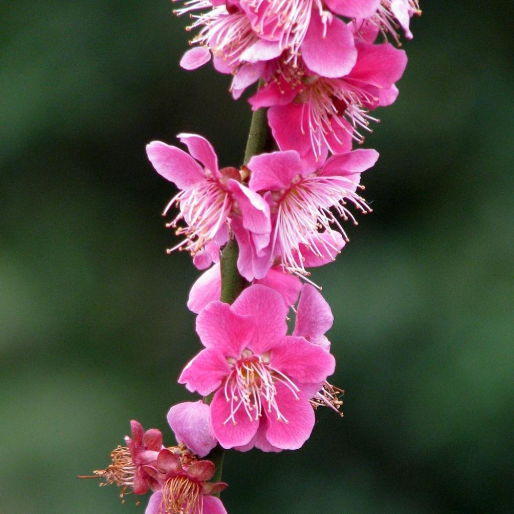 Prunus mume Beni Chidori - Abricotier du Japon de petite taille, à ...