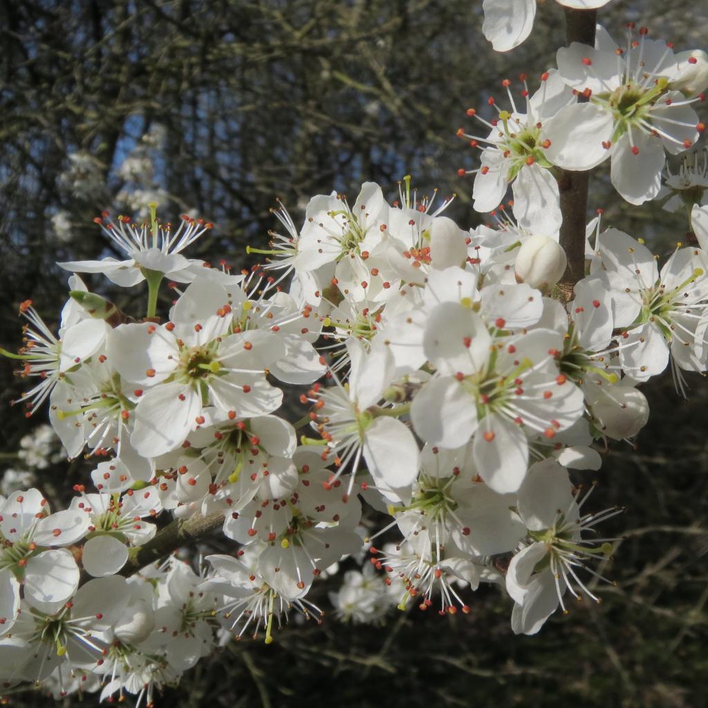 Prunus spinosa - Prunellier sauvage - Arbuste épineux à floraison blanche