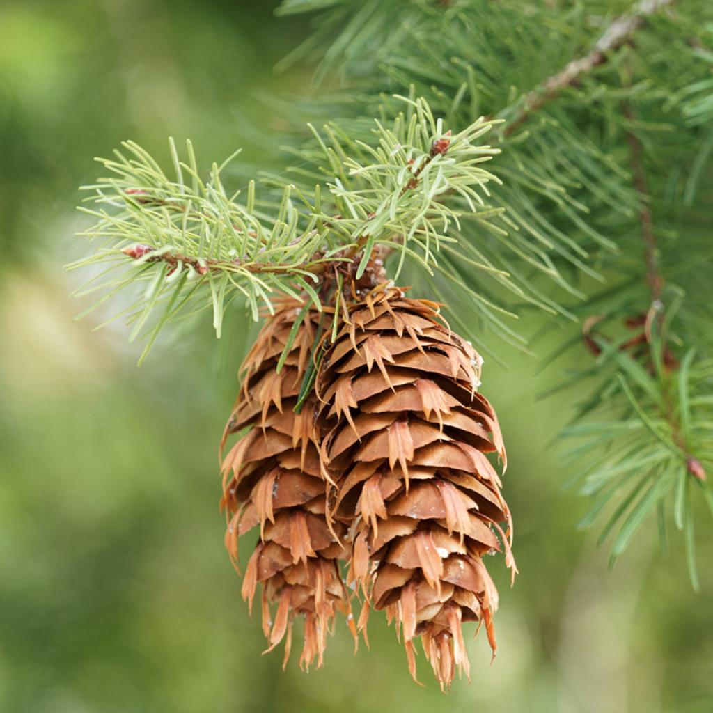 Pseudotsuga menziesii ou douglasii – Sapin ou pin Douglas de l'Oregon ...