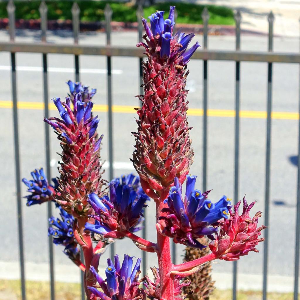 Puya venusta - Chagualillo - Magnifique Broméliacée vivace originaire ...