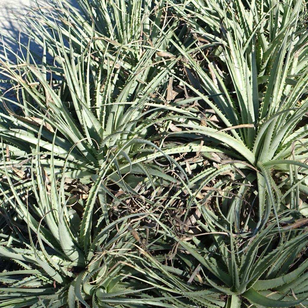Puya venusta - Chagualillo - Magnifique Broméliacée vivace originaire ...
