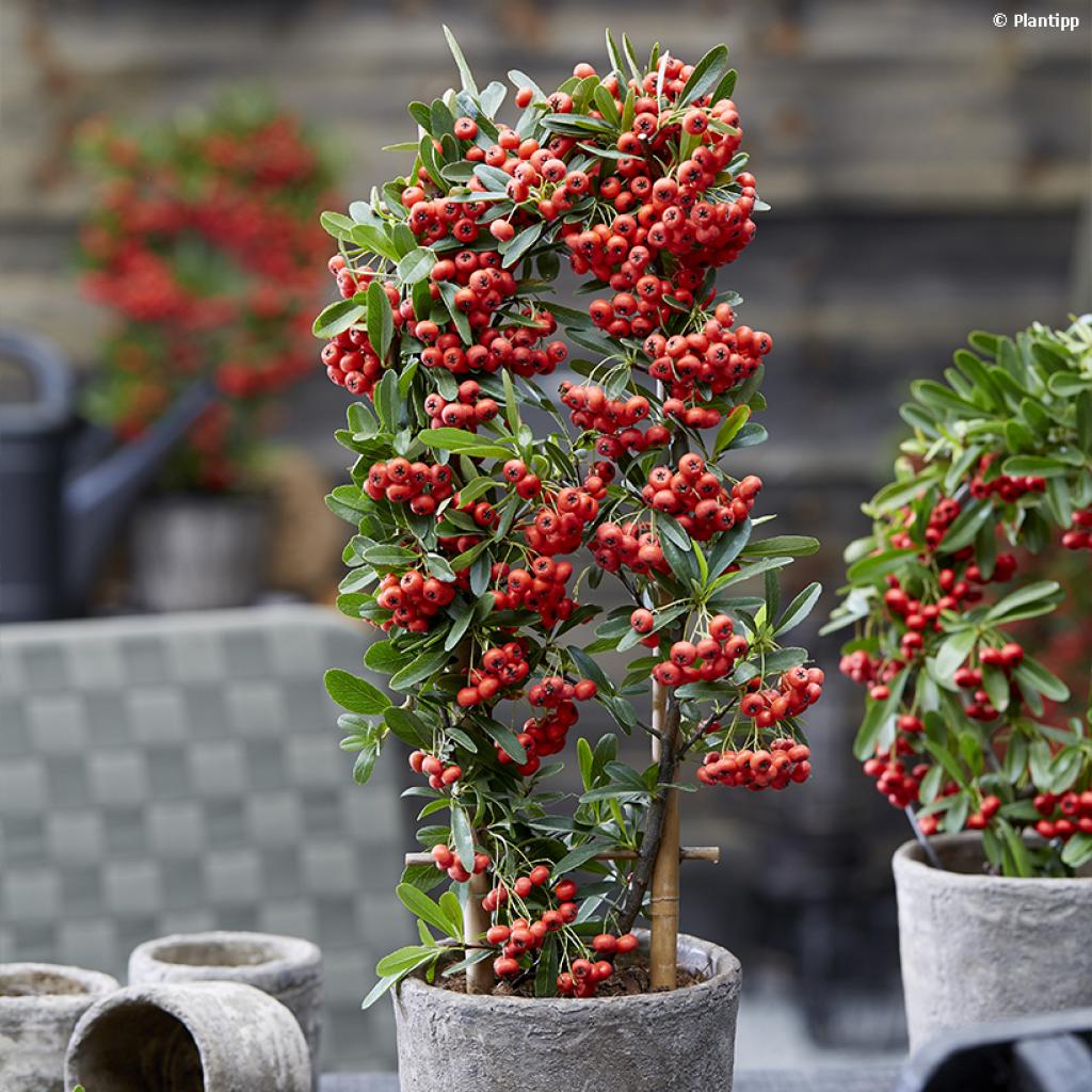 Pyracantha coccinea Red Star - Buisson ardent peu épineux à baies rouges