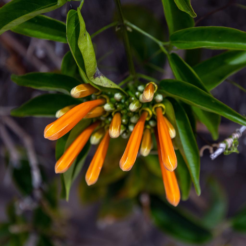 Liane aurore - Pyrostegia venusta - Bignoniacée grimpante à floraison ...