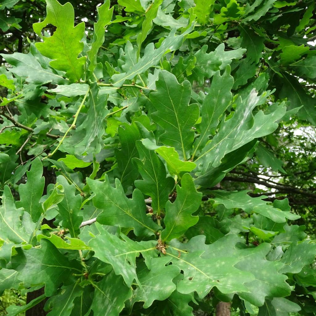 Quercus robur - Chêne pédonculé, le roi des arbres des forêts d'Europe