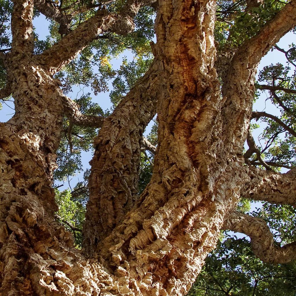 Chêne liège - Quercus suber, un arbre forestier a écorce de liège