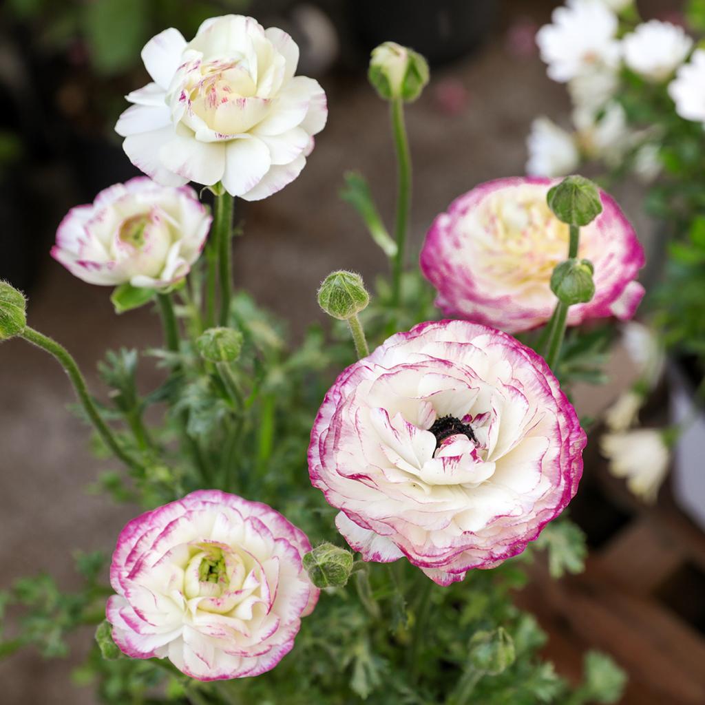 Renoncule asiatique double blanc bord strié - Ranunculus asiaticus