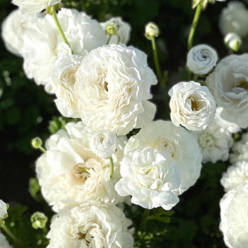 Renoncule asiatique, des fleuristes, d'Orient, des jardins - Ranunculus ...