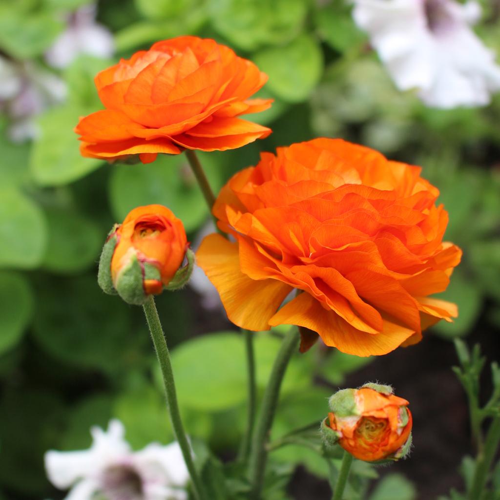 Renoncule asiatique orange - Ranunculus asiaticus - R. des fleuristes ...