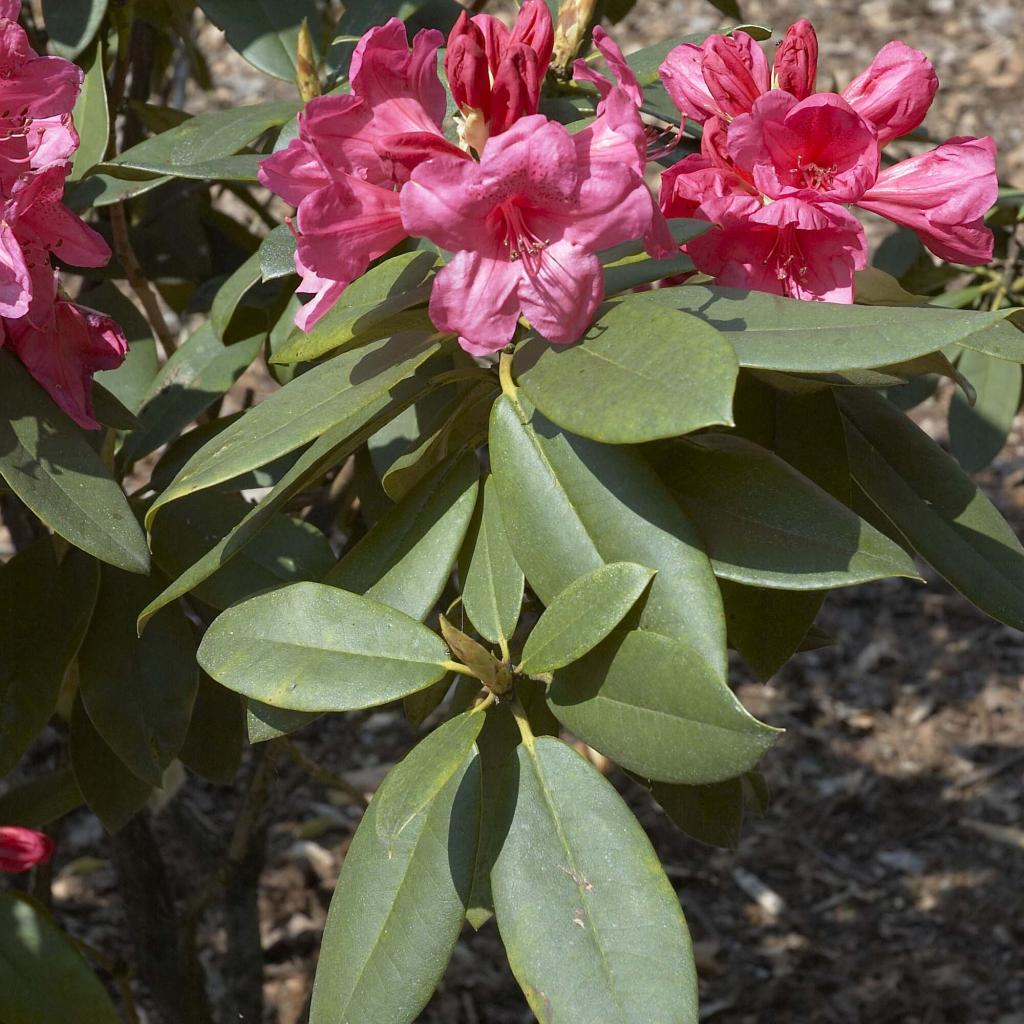 Rhododendron Anna Rose Whitney, arbuste à très grosses fleurs rose vif