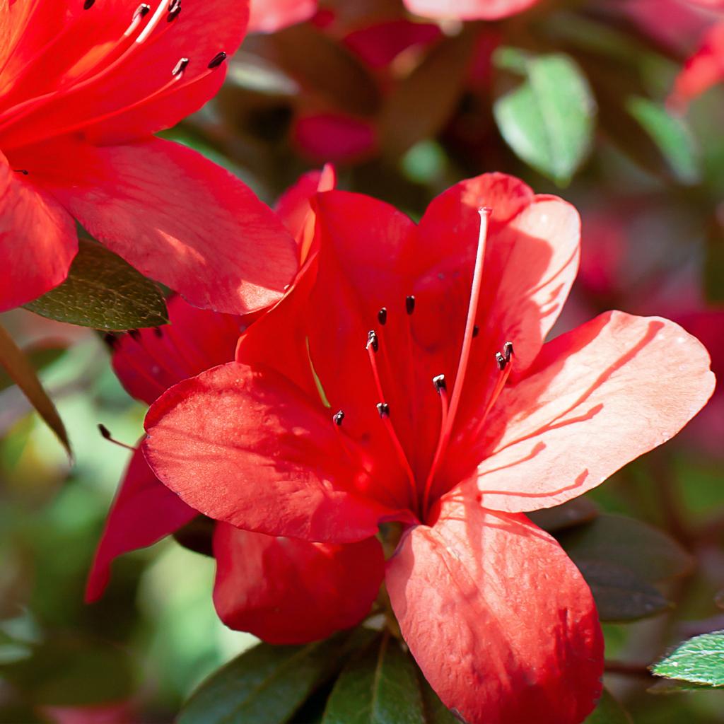 Rhododendron Ardeur - Azalée japonaise à fleurs rouge orangées
