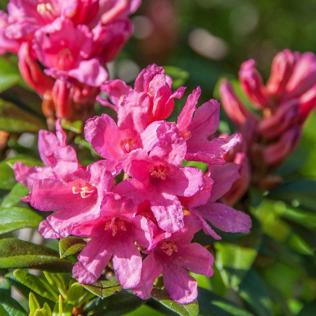 Rhododendron INKARHO Bloombux Magenta - Variété de rhododendron comme ...