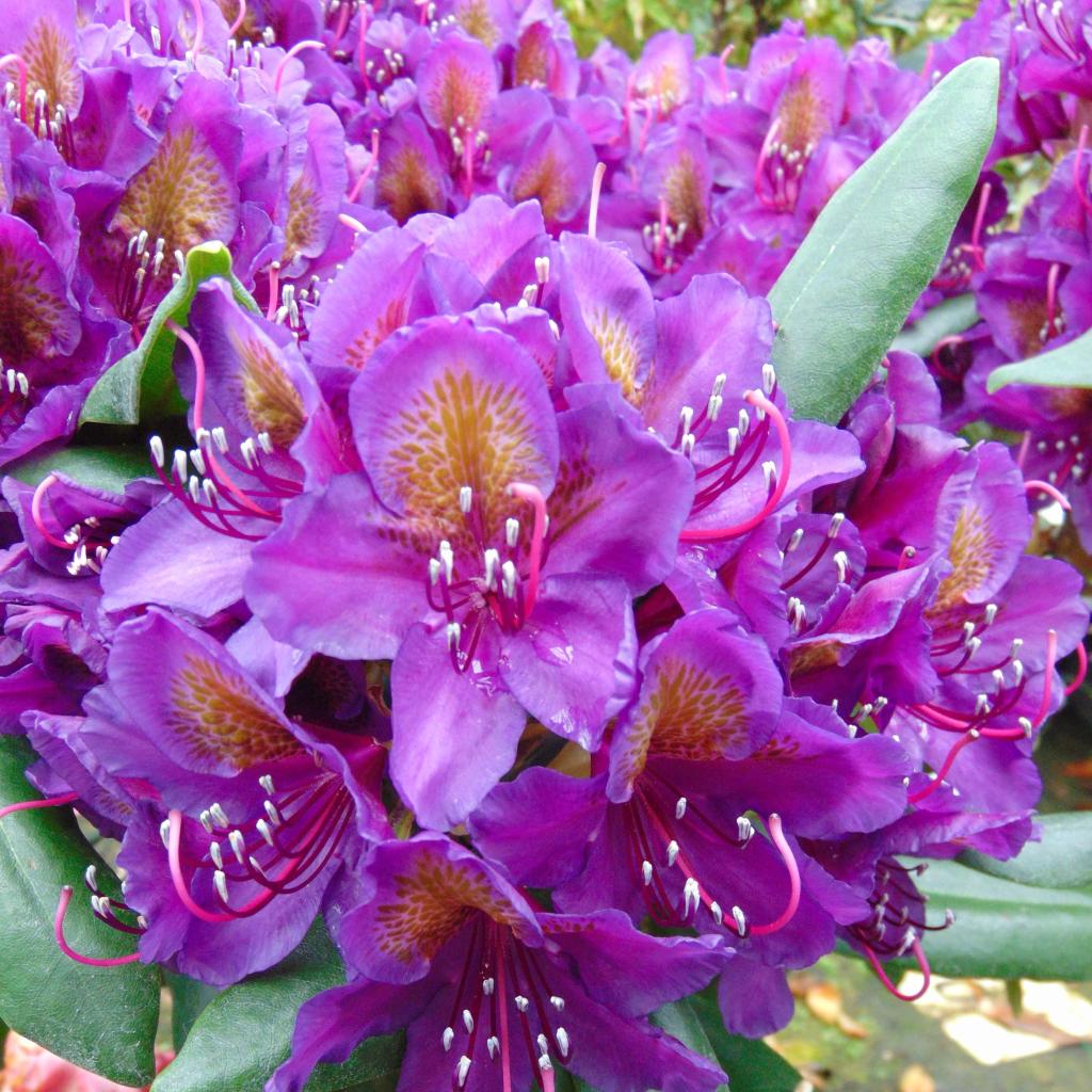 Rhododendron Marcel Ménard - Fleurs violet foncé à macule brune