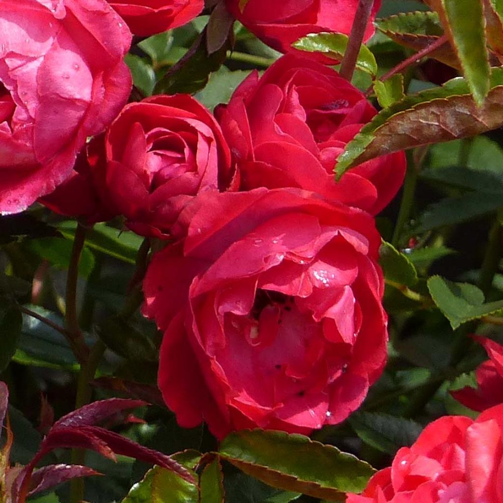 Rosa Fête des Mères - rosier nain très remontant pour patio de type ...