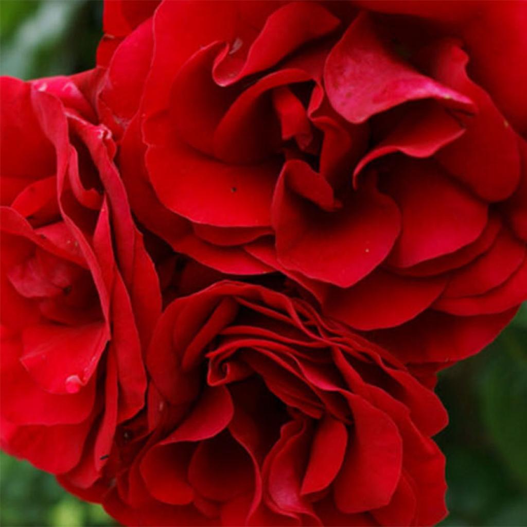 Rosier grimpant Amadeus - Variété vigoureuse, saine, un des rares ...