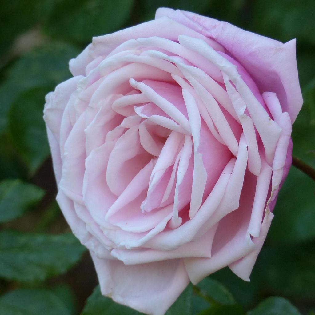 Rosier grimpant Blossomtime - Variété bien parfumée, remontante, aux ...