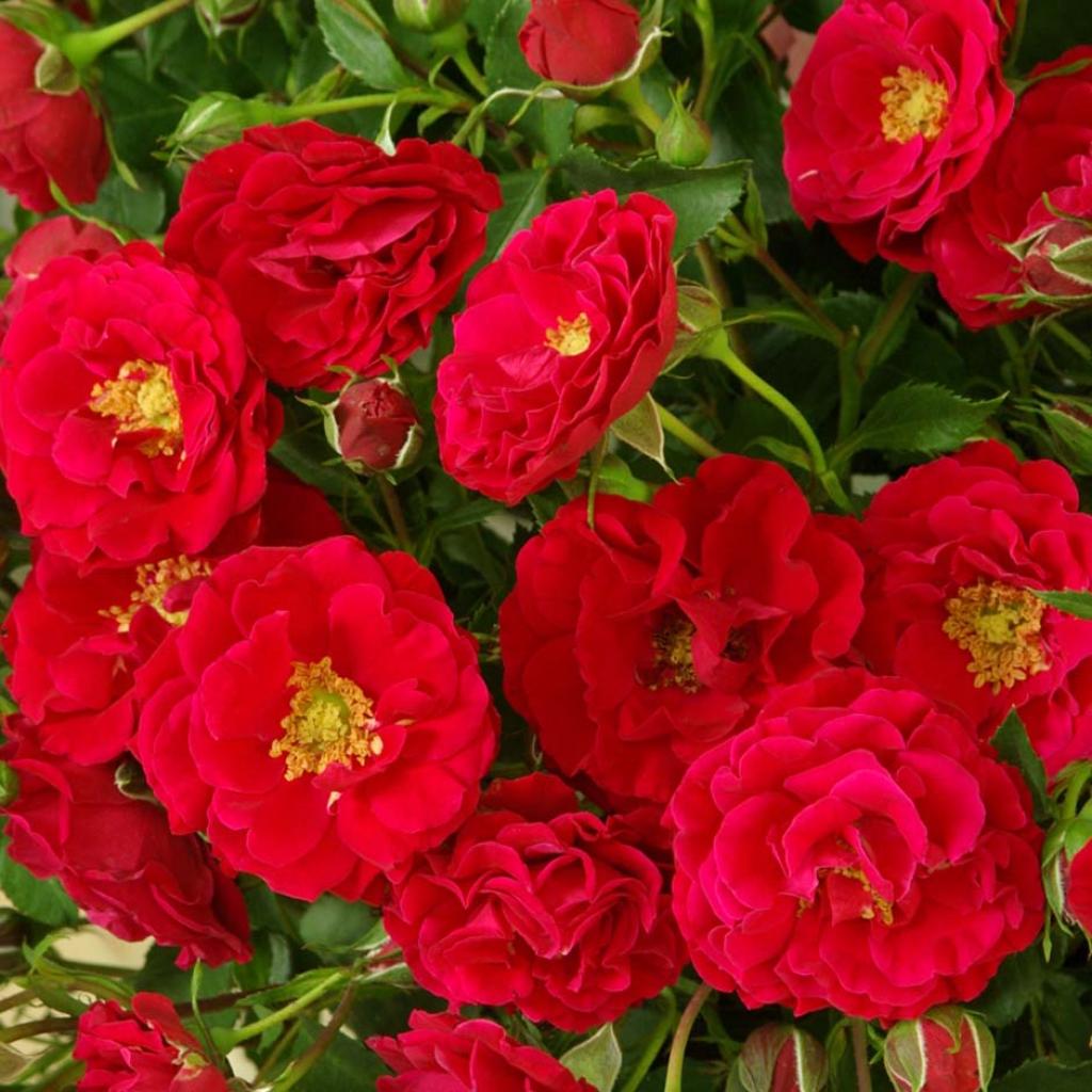 Rosier à fleurs groupées Alain - Des roses semi-doubles d'un joli rouge ...