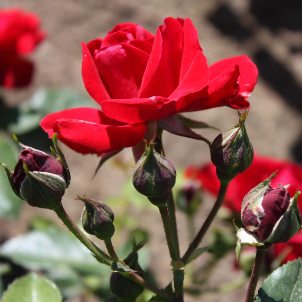 Rosier à fleurs groupées Alain - Des roses semi-doubles d'un joli rouge ...