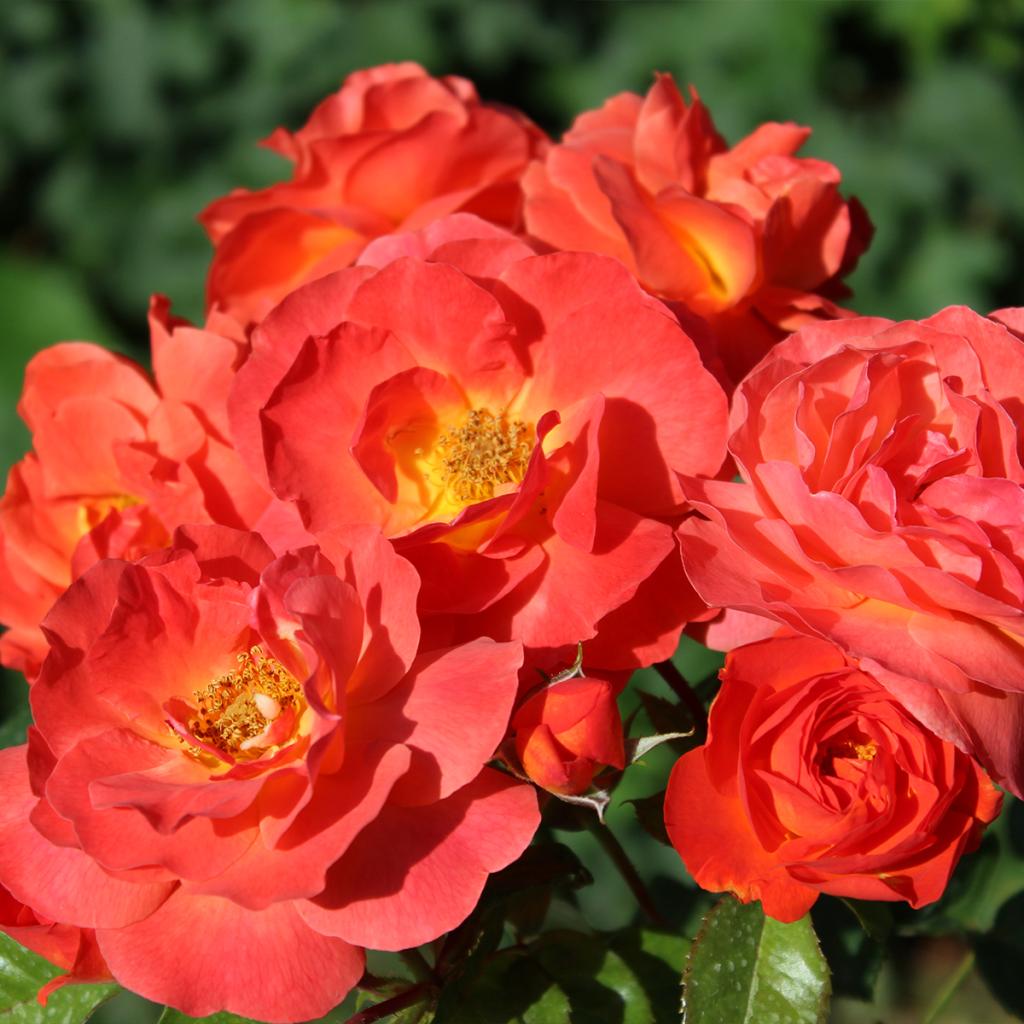 Rosa Salto - Rosier buisson à fleurs groupées abricot orangé