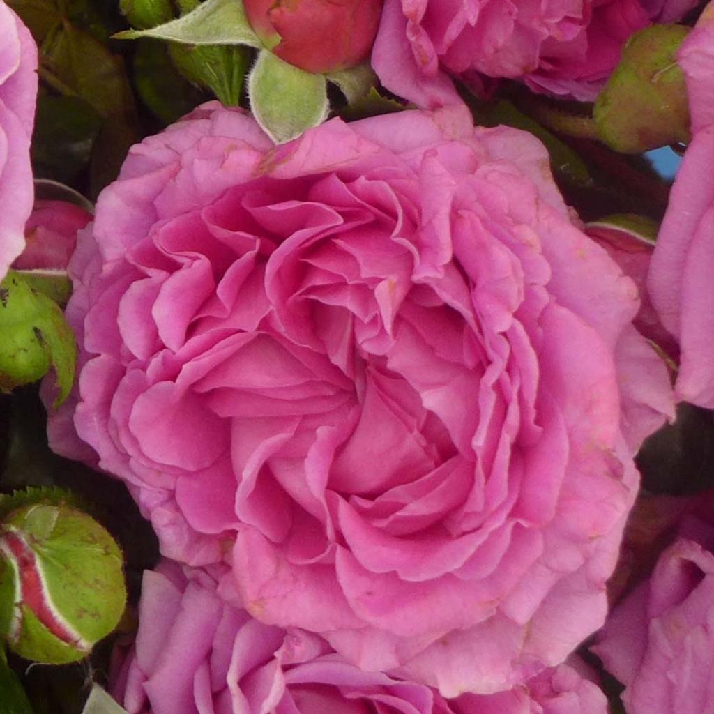 Rosa Claire Marshall Harunite - Rosier buisson à fleurs doubles rose ...