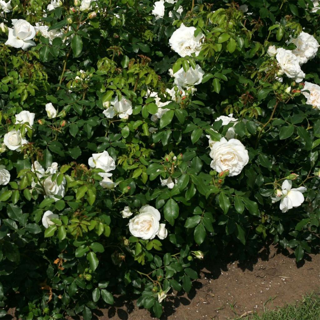 Rosa Kosmos - Rosier buisson floribunda à grosses fleurs crème rosé ...