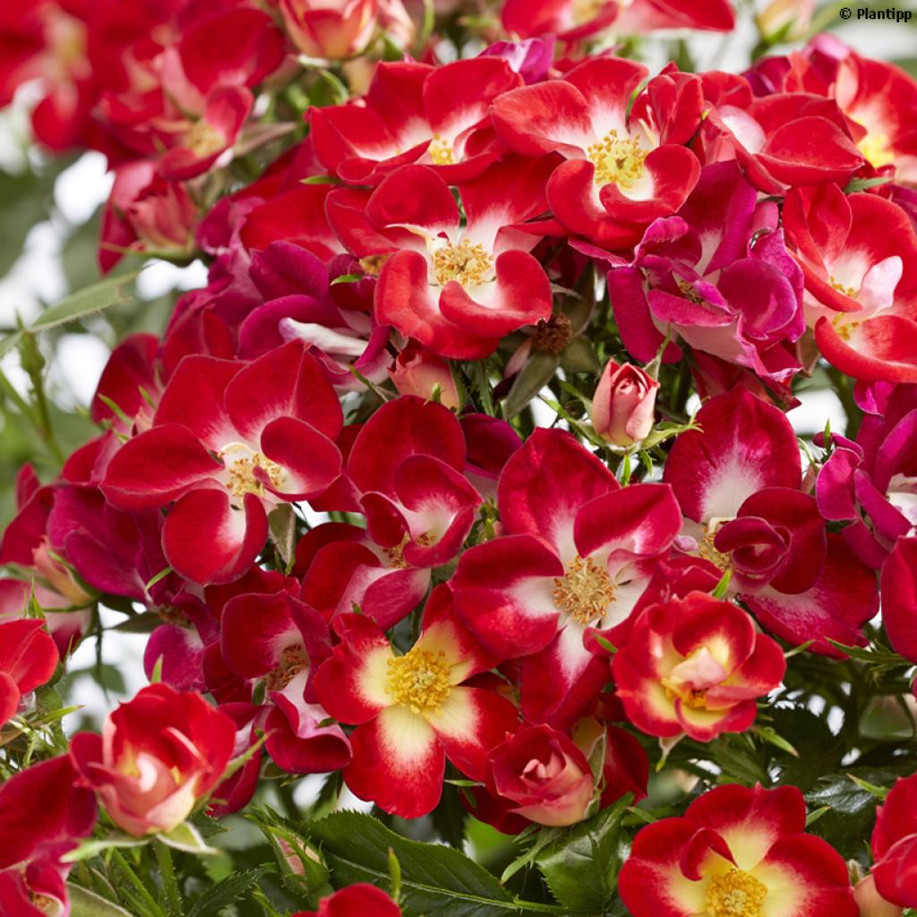 Rosier Everglow Ruby - Buisson compact aux fleurs simples rouges à ...