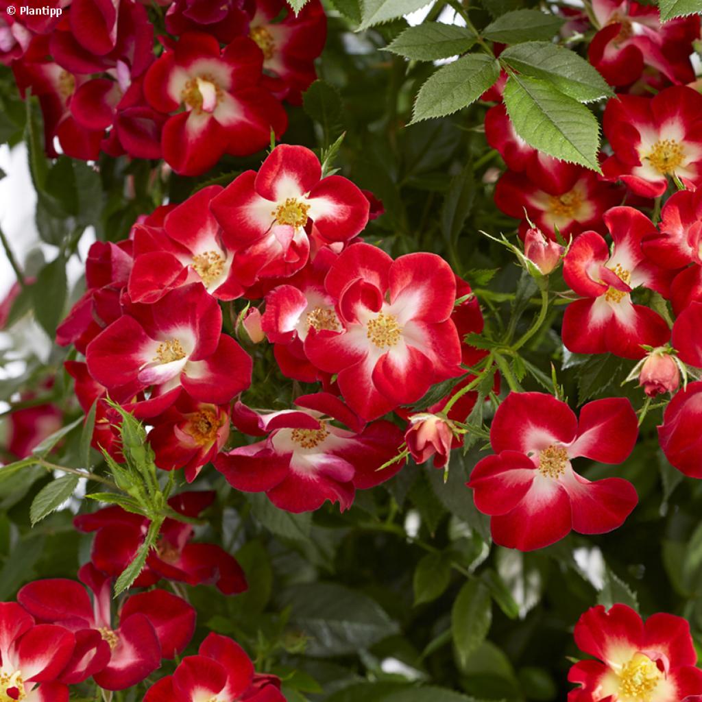Rosier Everglow Ruby - Buisson compact aux fleurs simples rouges à coeur blanc