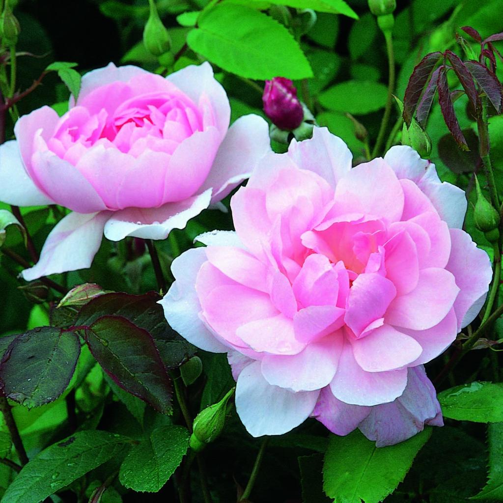 Rosa Mortimer Sackler® climbing - Ausorts - Rose anglaise David Austin ...