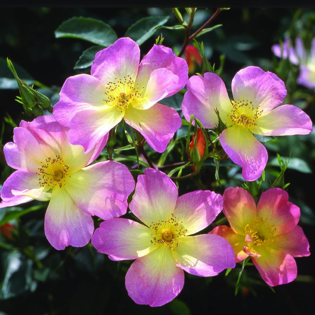 Rosa The Alexandra rose® - Ausday - Rose anglaise David Austin - Fleurs ...