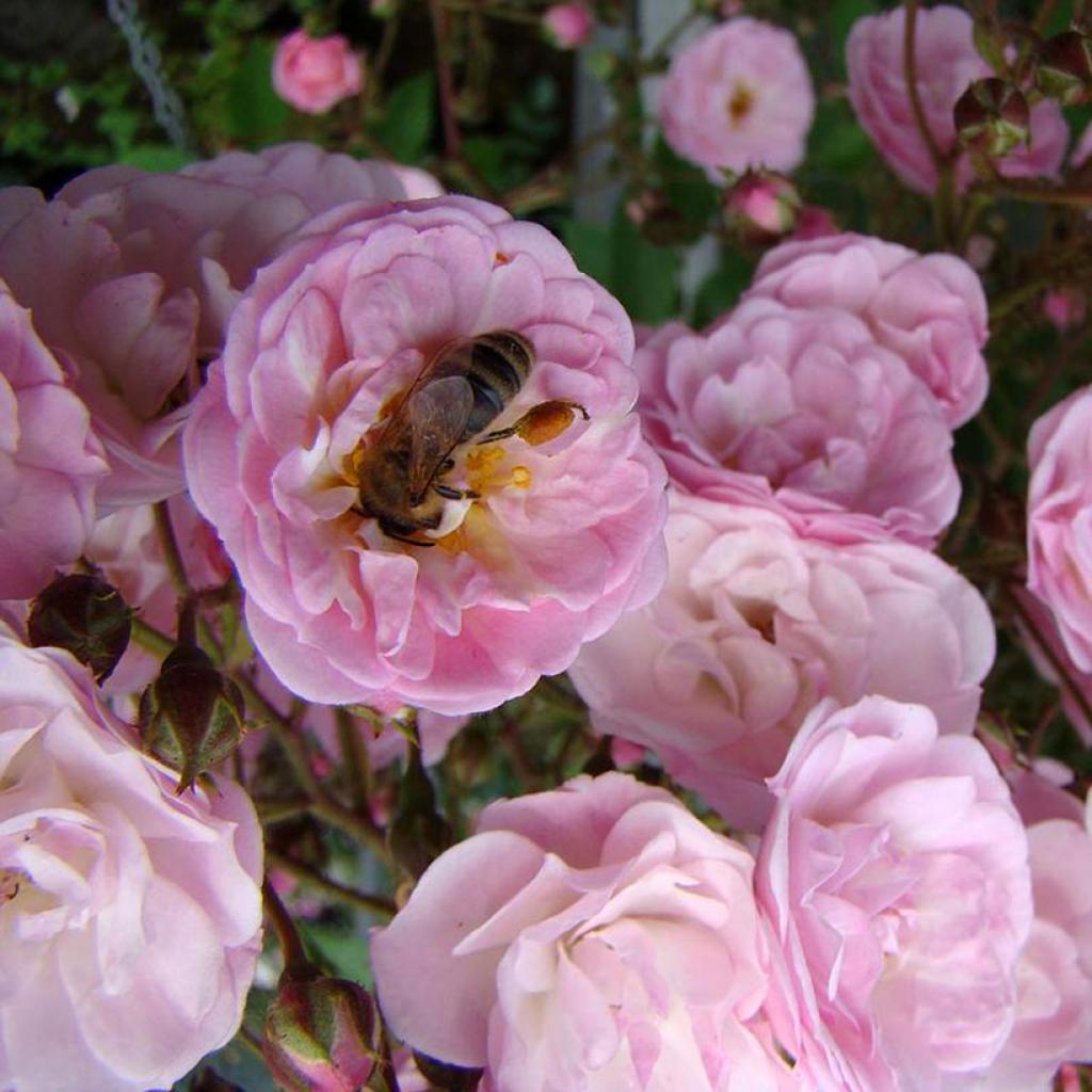 Rosa moschata Heavenly Pink LENnedi - Rosier arbustif remontant aux ...