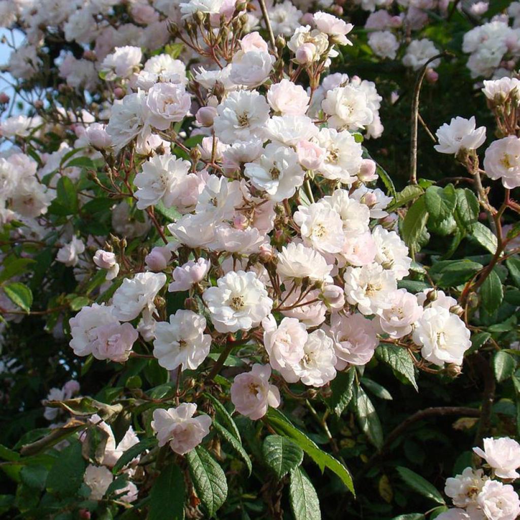 Rosier Guirlande Rose - Grimpant remontant aux grands bouquets de ...