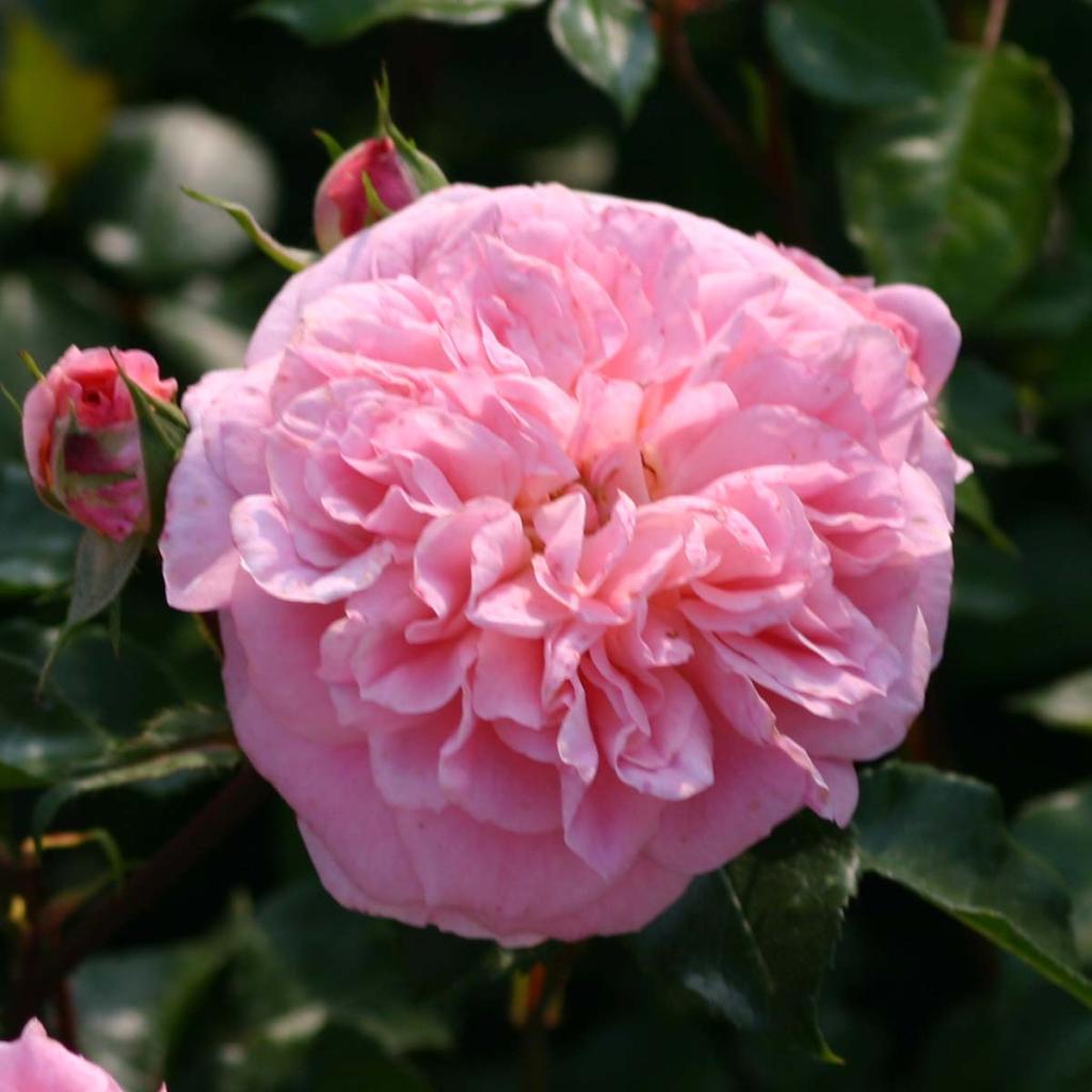 Rosa (x) wichuraiana May Queen - Rosier grimpant, ancien, non remontant - Une débauche de roses ...