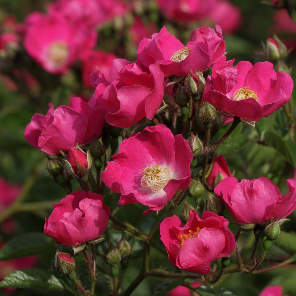 Rosier Maria Lisa - Rosier liane sans épines, aux bouquets de fleurs ...