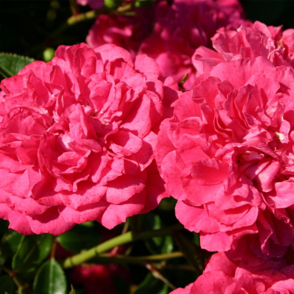 Rosier nain Lilliputs Roxy Korsineo label ADR - Miniature, à floraison ...