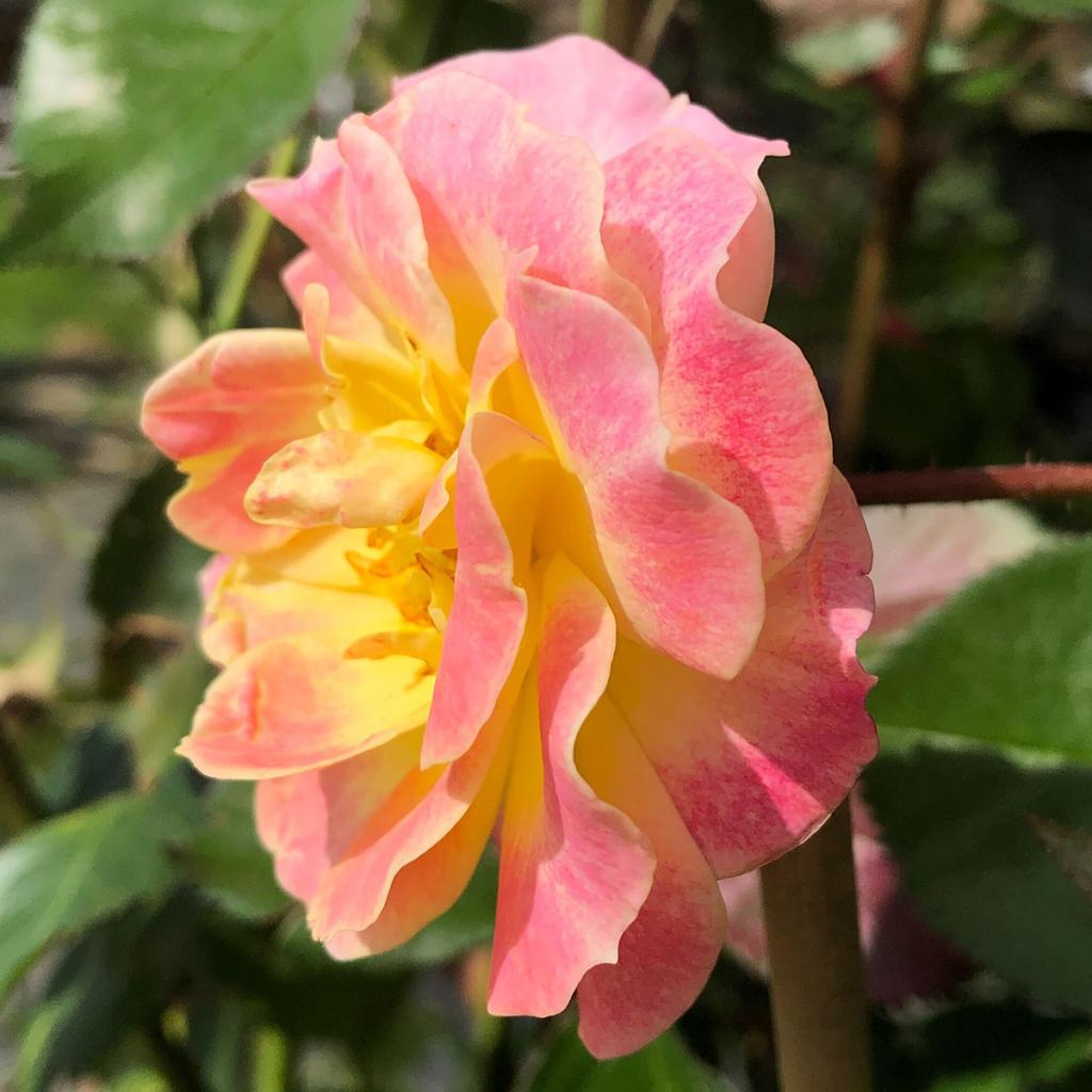 Rosier nain Bordure Camaïeu delcapo - Variété compacte, remontante, aux ...