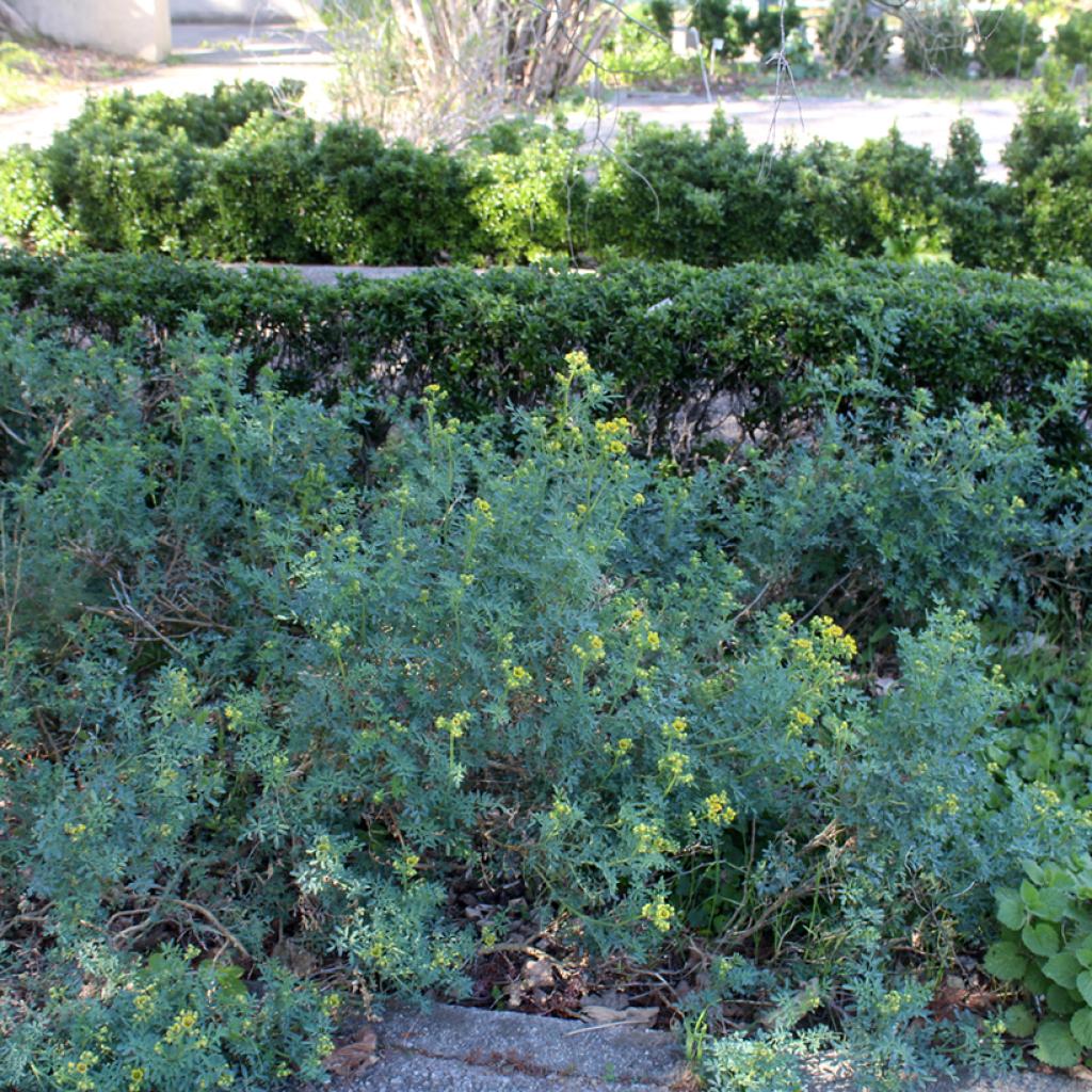 Rue des jardins - Ruta graveolens - Une plante répulsive