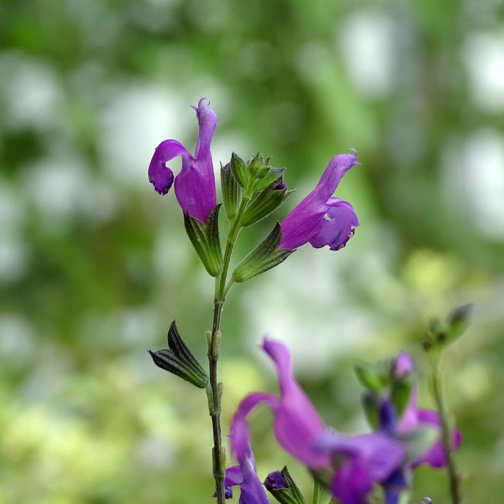 Salvia greggii Arctic Blaze Purple Novasalpur - Sauge arbustive ...