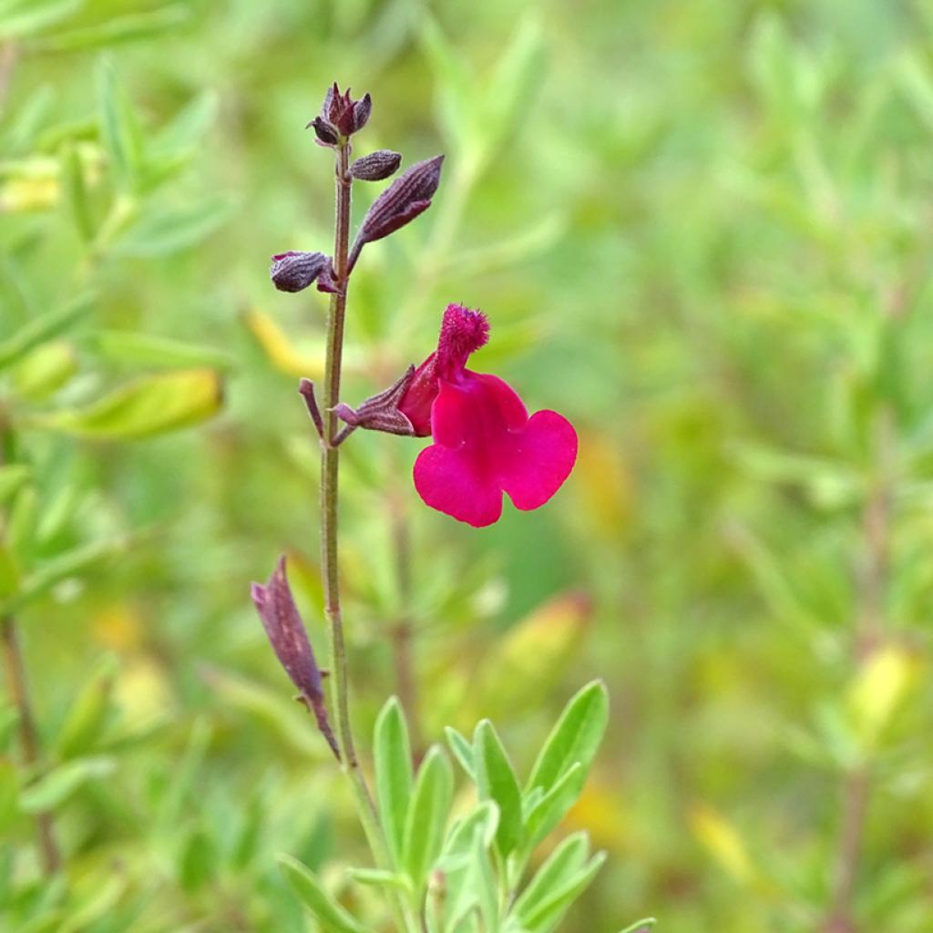 Salvia jamensis Raspberry Royal - Sauge arbustive à fleurs rose framboise