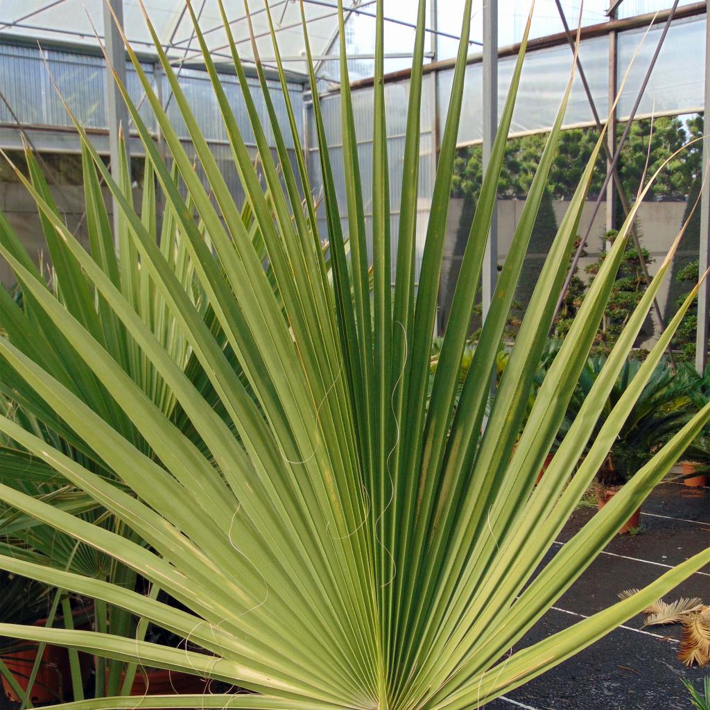 Sabal nain - Sabal minor - Palmier nain à feuilles raides en éventail