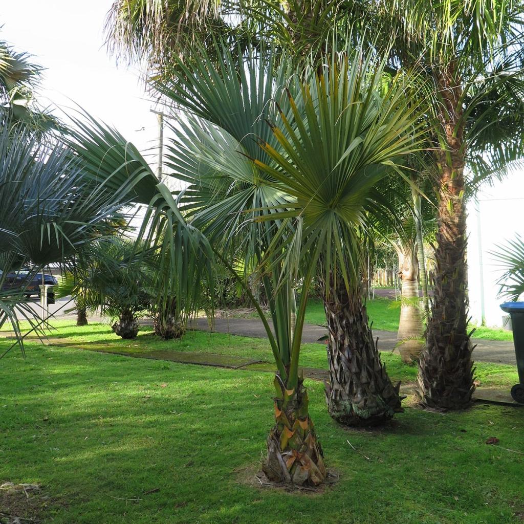 Sabal nain - Sabal minor - Palmier nain à feuilles raides en éventail