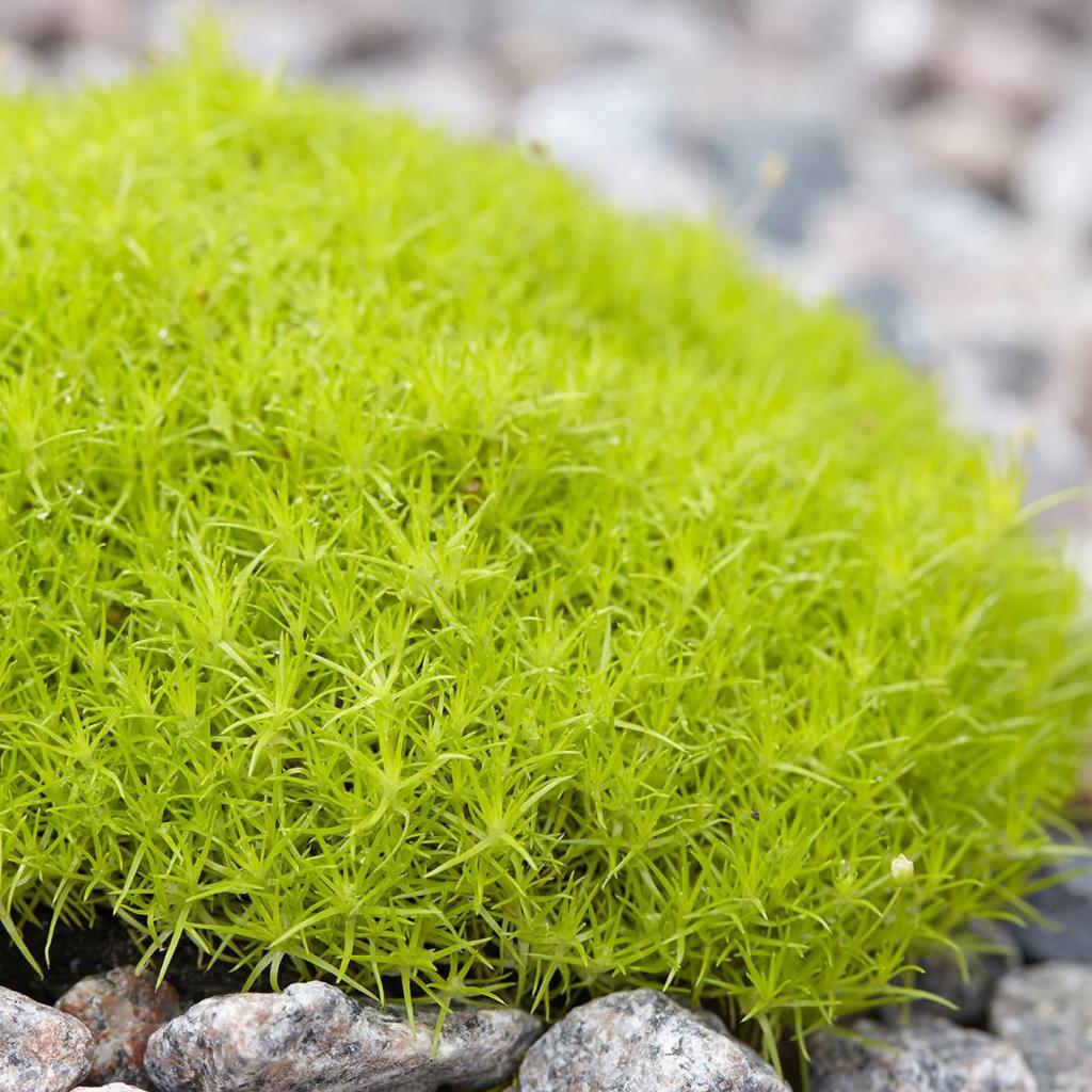 Sagina subulata Lime Moss - Sagine en forme de coussin doré