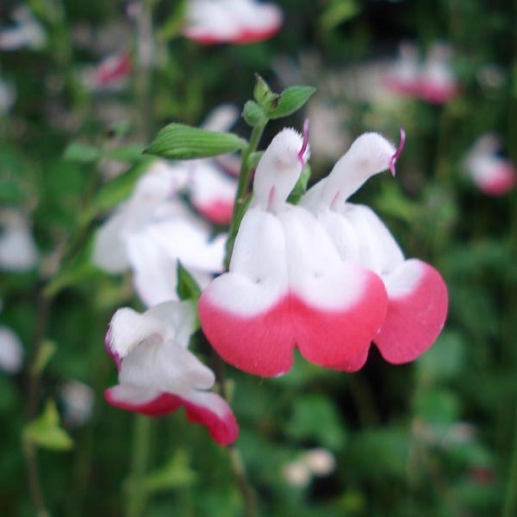 Salvia microphylla Hot Lips - Sauge de Gaham, arbustive, bicolore rouge ...