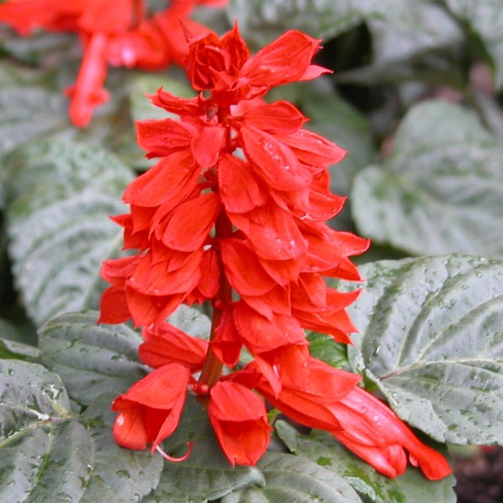 Salvia splendens Carambita - Sauge éclatante compacte et précoce, rouge ...
